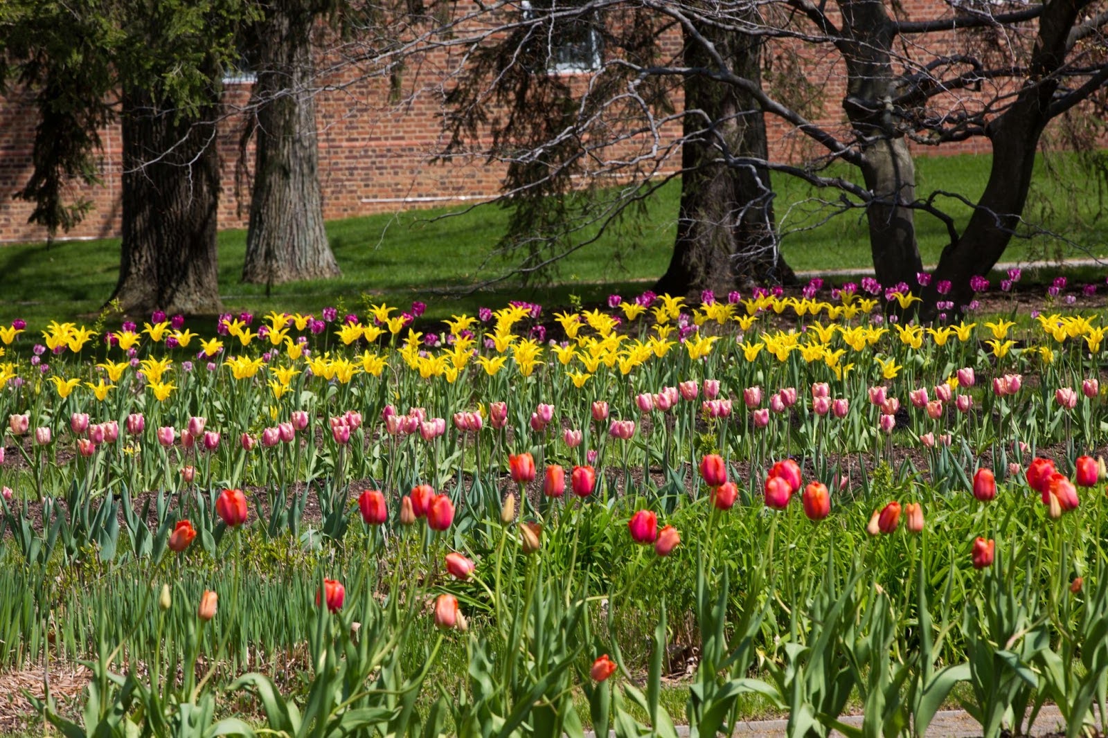 Miami University’s Golden Hour, Every Hour | Meet Miami University